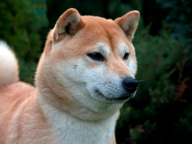 SHIBA